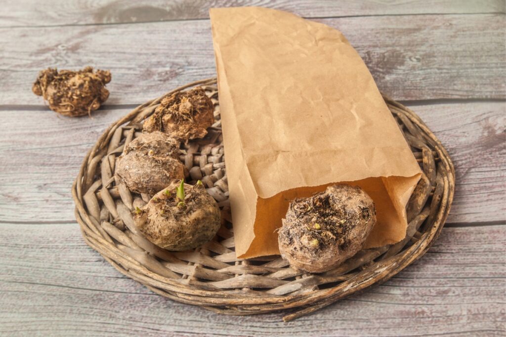 How to Plant Calla Lily Bulbs - growhappierplants.com