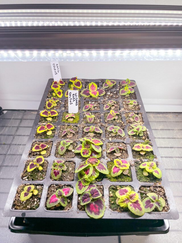 How to Grow Coleus from Seed - growhappierplants.com