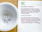 How to Grow Coleus from Seed - growhappierplants.com