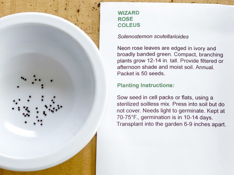 How to Grow Coleus from Seed - growhappierplants.com