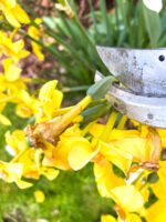 What to do with daffodils after they bloom - growhappierplants.com