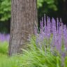 Creeping Lilyturf: How to Grow and Manage Liriope Spicata ...