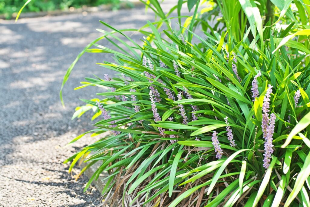 Creeping Lilyturf: How to Grow and Manage Liriope Spicata ...