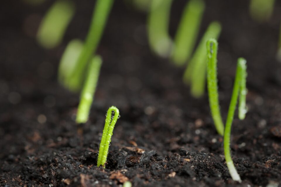 How to Grow Onions from Seed - growhappierplants.com