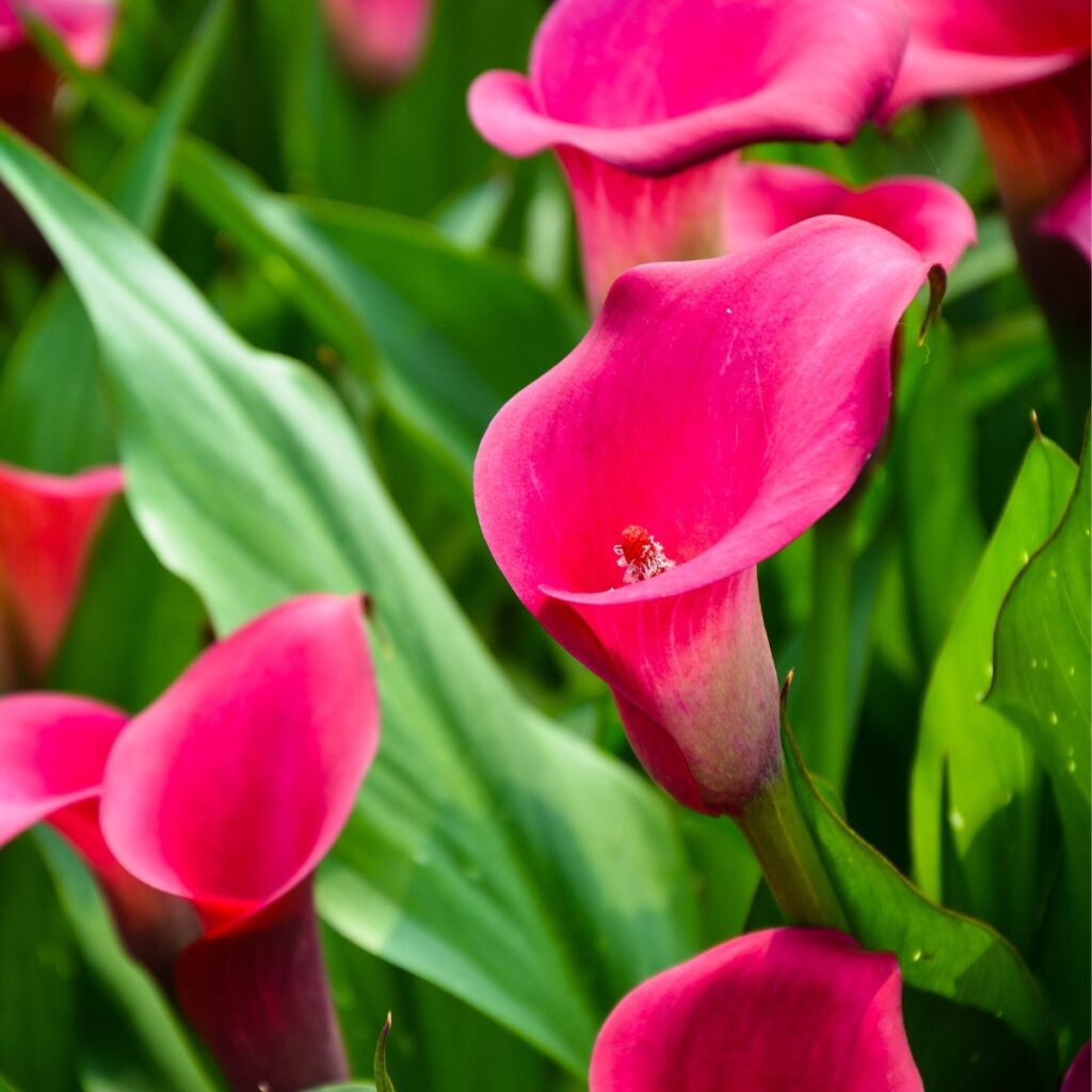 Grow happier plants in your garden! - growhappierplants.com