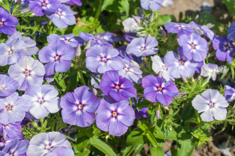 How to Grow Phlox from Seed - growhappierplants.com