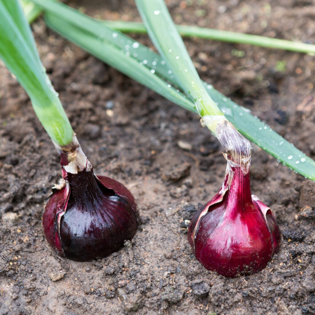 Seeds Archives - growhappierplants.com