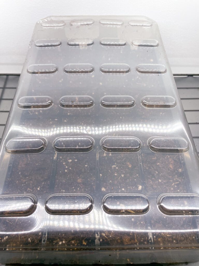 How to Grow Mint from Seed to Harvest - growhappierplants.com