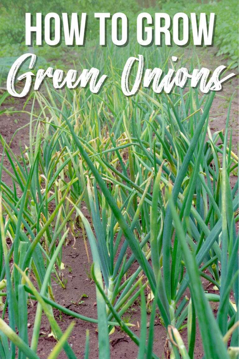 How to Grow Green Onions from Seed - growhappierplants.com