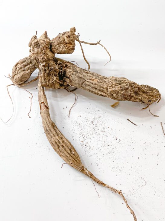 How to Tell if Dahlia Tubers are Dead - growhappierplants.com