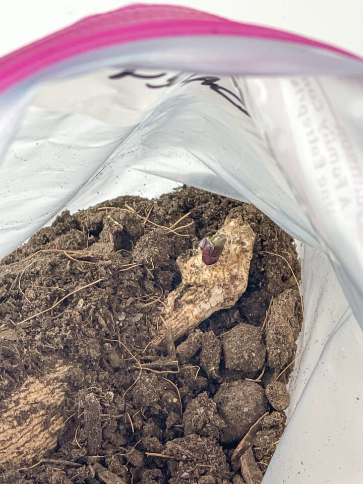 How to Tell if Dahlia Tubers are Dead - growhappierplants.com