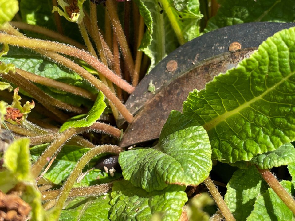 How to Deadhead Primroses after Blooming - growhappierplants.com