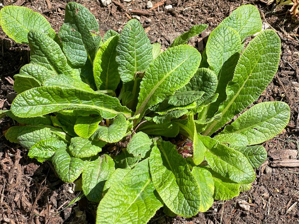 How to Deadhead Primroses after Blooming - growhappierplants.com