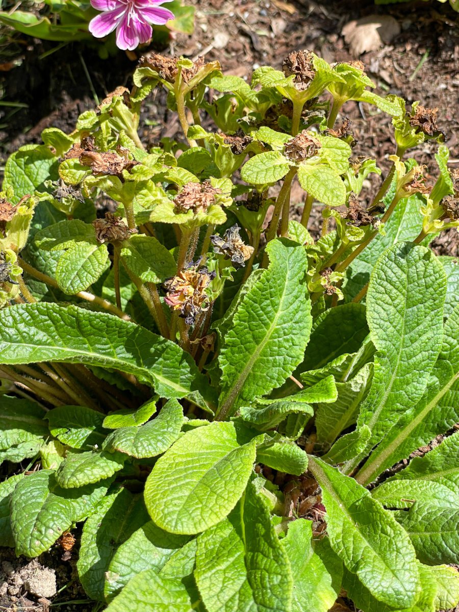 How to Deadhead Primroses after Blooming - growhappierplants.com
