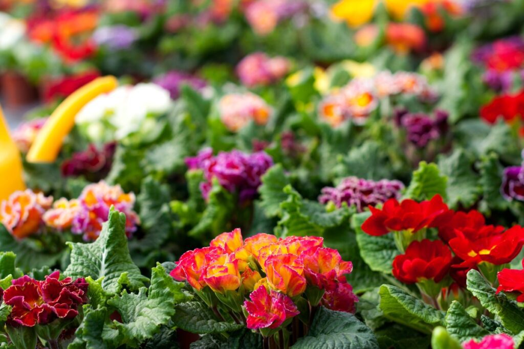 How to Deadhead Primroses after Blooming - growhappierplants.com