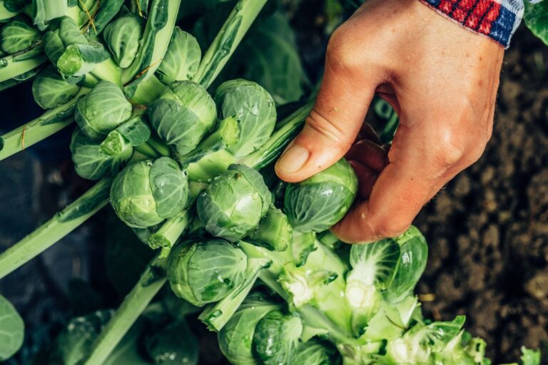 How to Grow Brussel Sprouts from Seed - growhappierplants.com