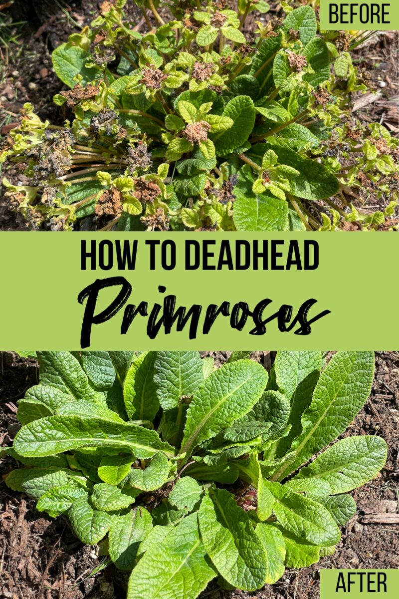 How to Deadhead Primroses after Blooming - growhappierplants.com