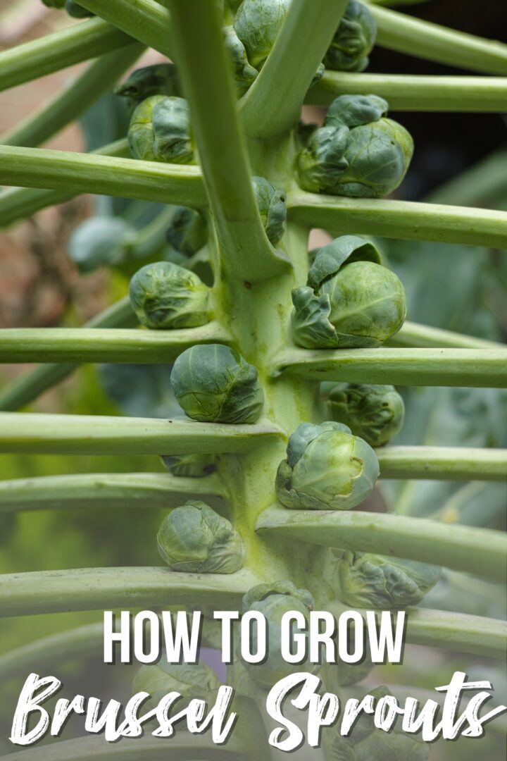 How to Grow Brussel Sprouts from Seed - growhappierplants.com