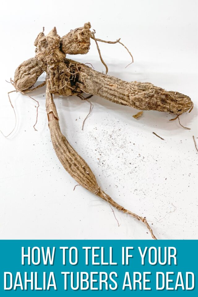 How to Tell if Dahlia Tubers are Dead - growhappierplants.com