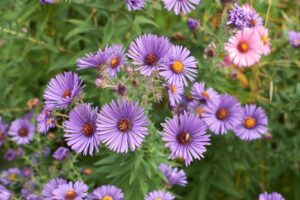 How to Grow Asters from Seed - growhappierplants.com