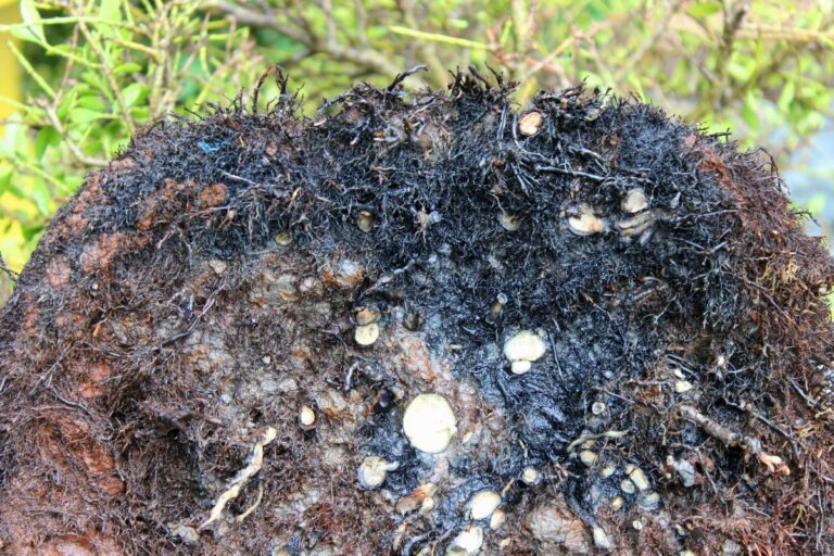 What is well draining potting soil? - growhappierplants.com
