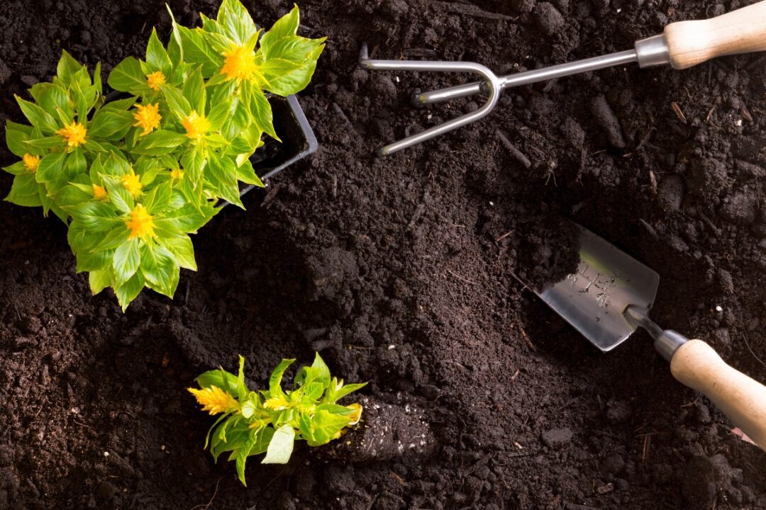 How to Grow Celosia from Seed - growhappierplants.com