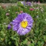 How to Grow Asters from Seed - growhappierplants.com