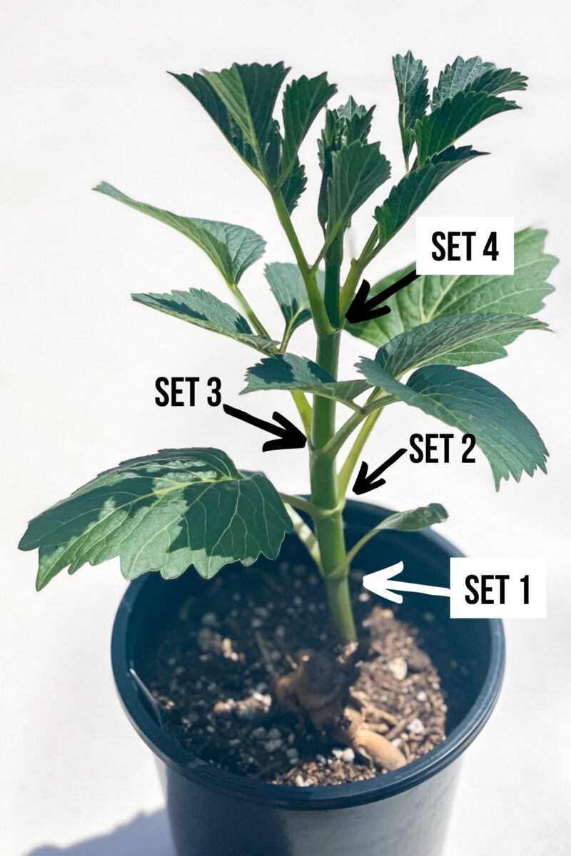 How to Pinch Dahlias for More Blooms - growhappierplants.com