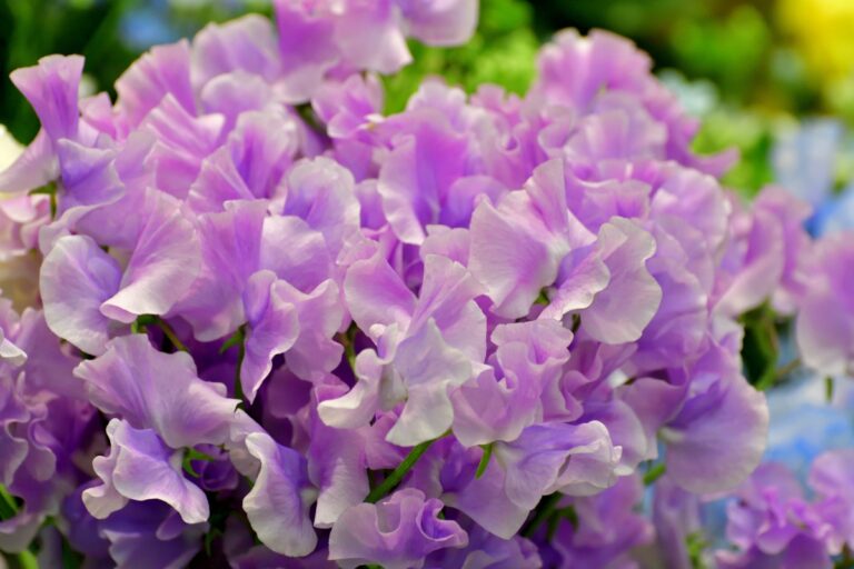 How to Transplant Sweet Peas into the Garden - growhappierplants.com