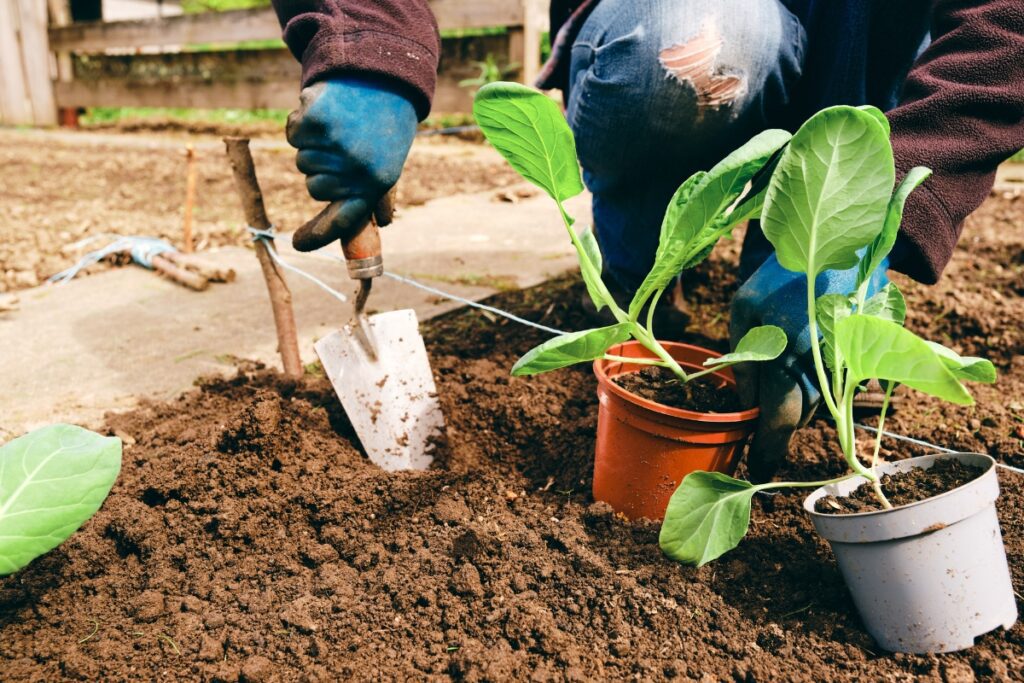 How to Grow Brussel Sprouts from Seed - growhappierplants.com