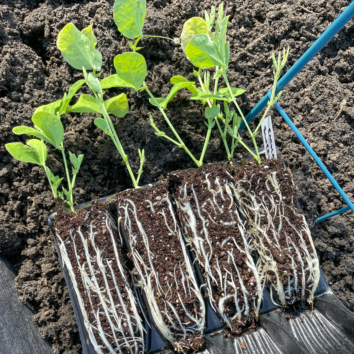 How to Transplant Sweet Peas into the Garden - growhappierplants.com