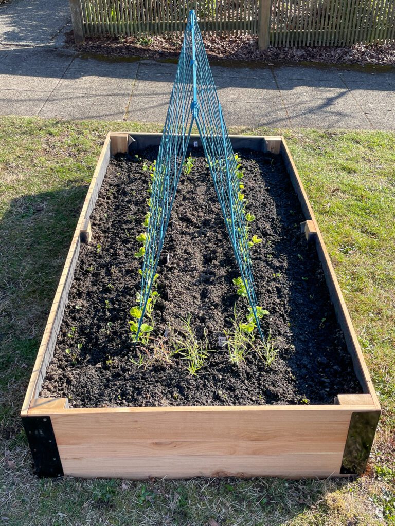 How to Transplant Sweet Peas into the Garden - growhappierplants.com