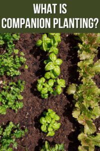 Companion Planting and How it Can Benefit Your Garden ...