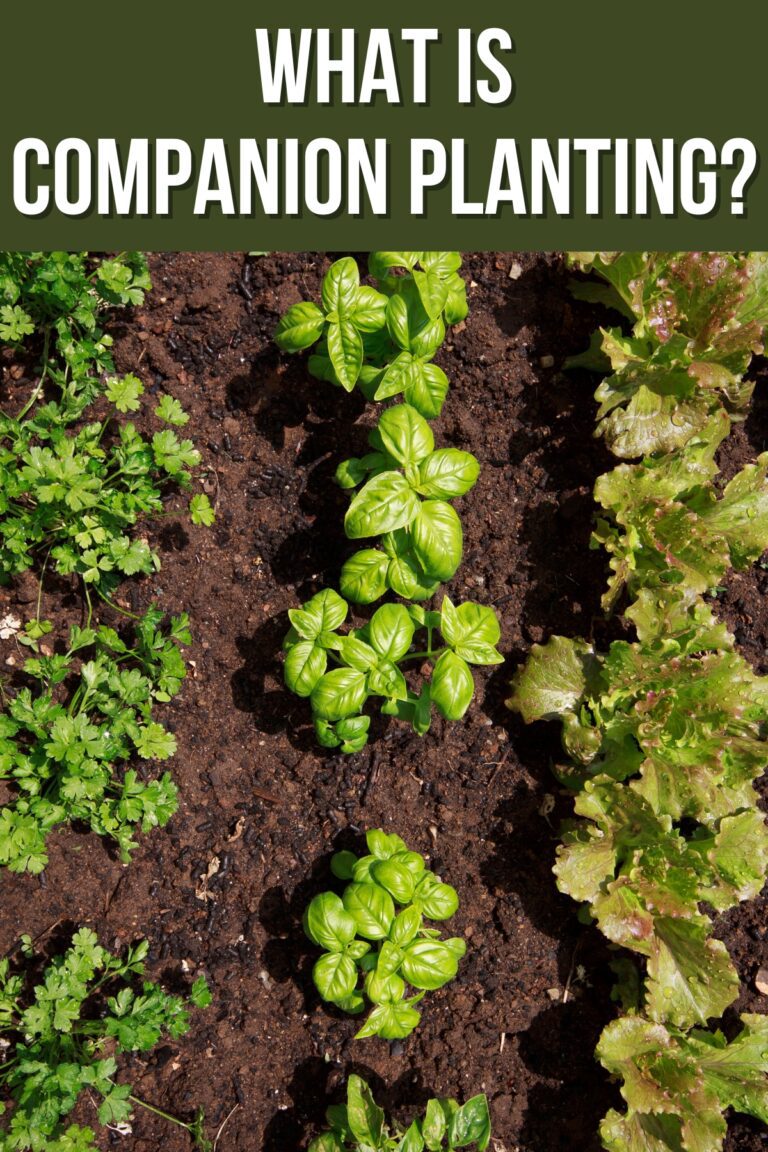 Companion Planting and How it Can Benefit Your Garden ...
