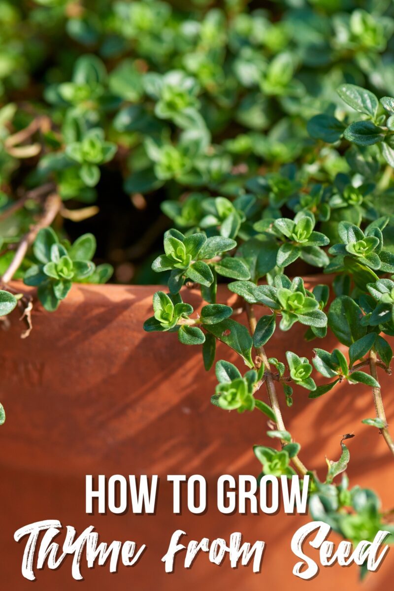 Tips for Growing Thyme from Seed - growhappierplants.com