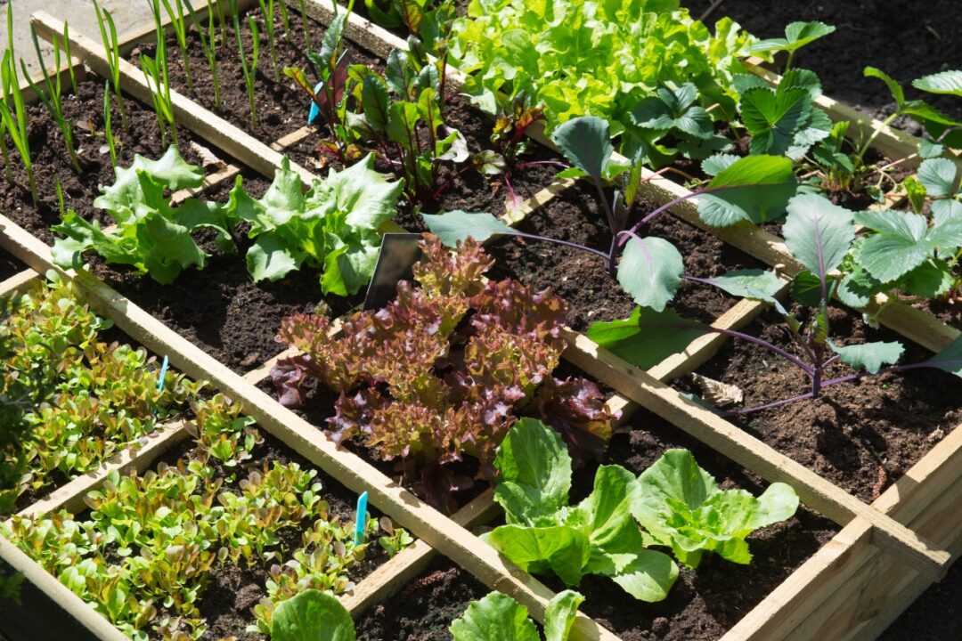 Companion Planting and How it Can Benefit Your Garden ...