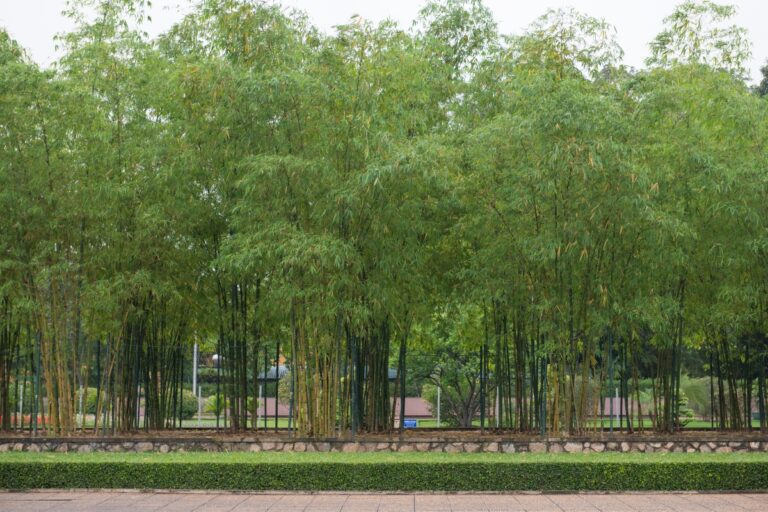 What's the Difference Between Clumping vs Running Bamboo ...