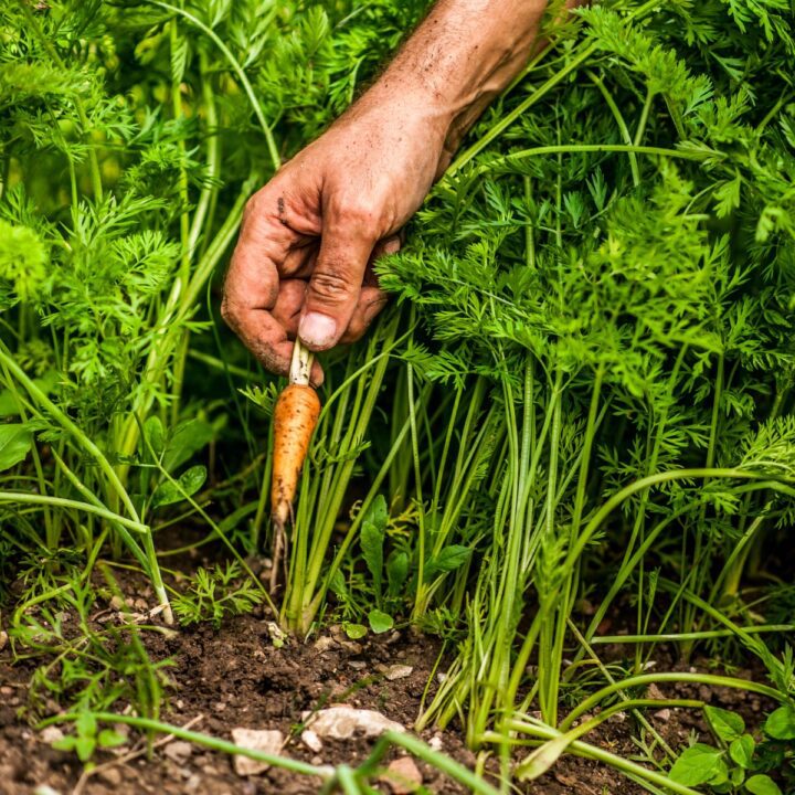How to Grow Carrots from Seed to Harvest - growhappierplants.com
