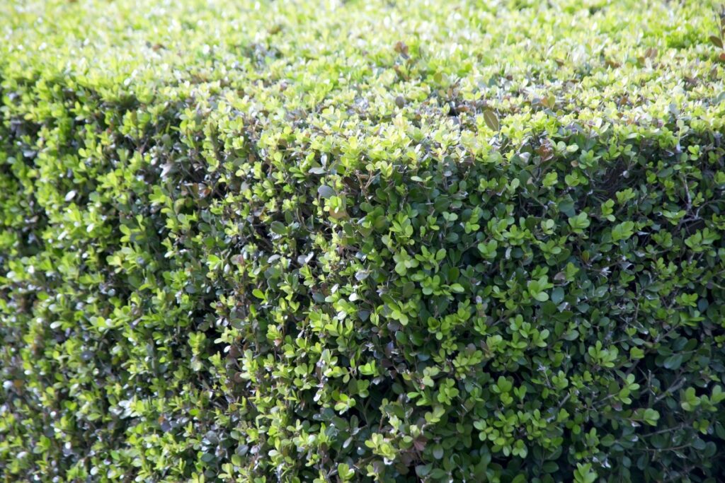 How to Grow and Care for Sweet Box in the Garden - growhappierplants.com