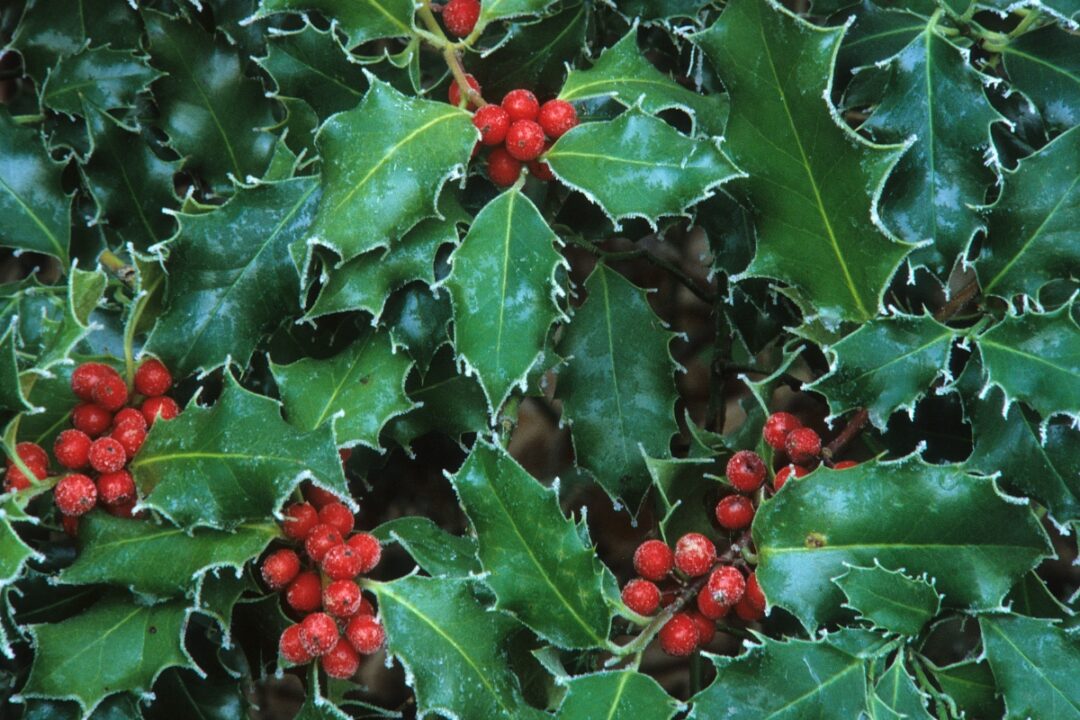 How to Grow and Care for Sweet Box in the Garden - growhappierplants.com