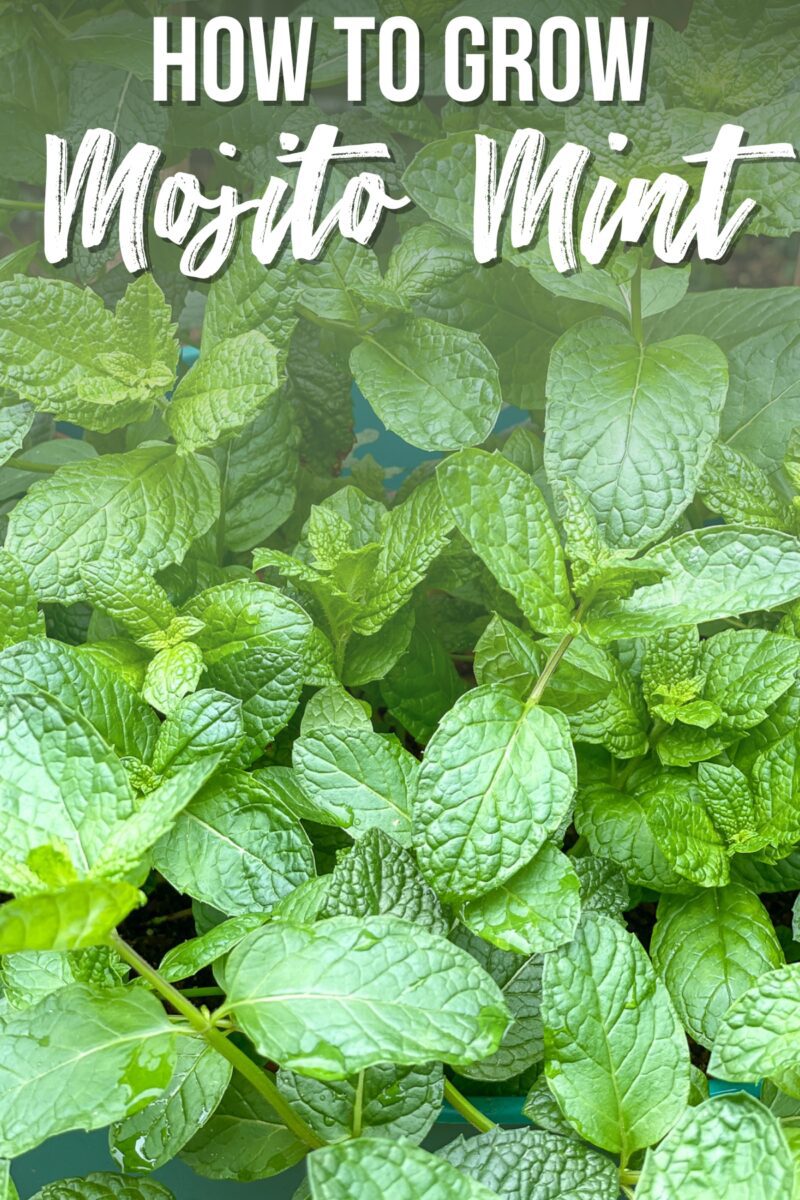 Tips for Growing Mojito Mint Plants - growhappierplants.com