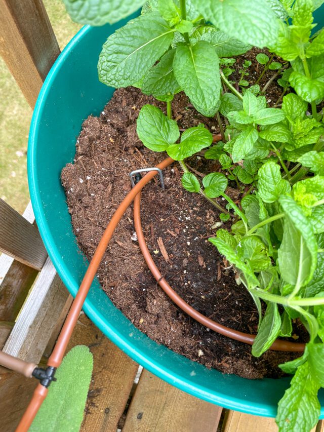 How to Grow Mint from Seed to Harvest - growhappierplants.com