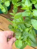How to Grow Mint from Seed to Harvest - growhappierplants.com