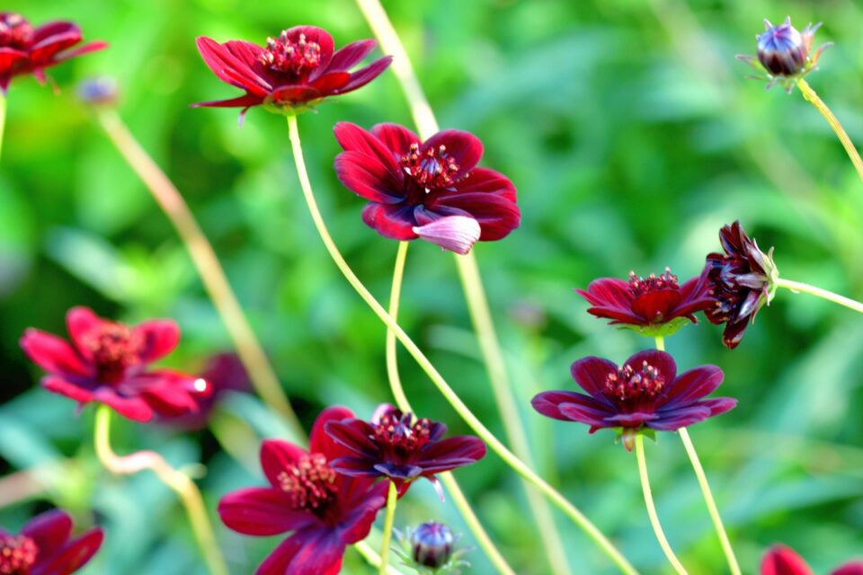How to Grow Cosmos from Seed - growhappierplants.com