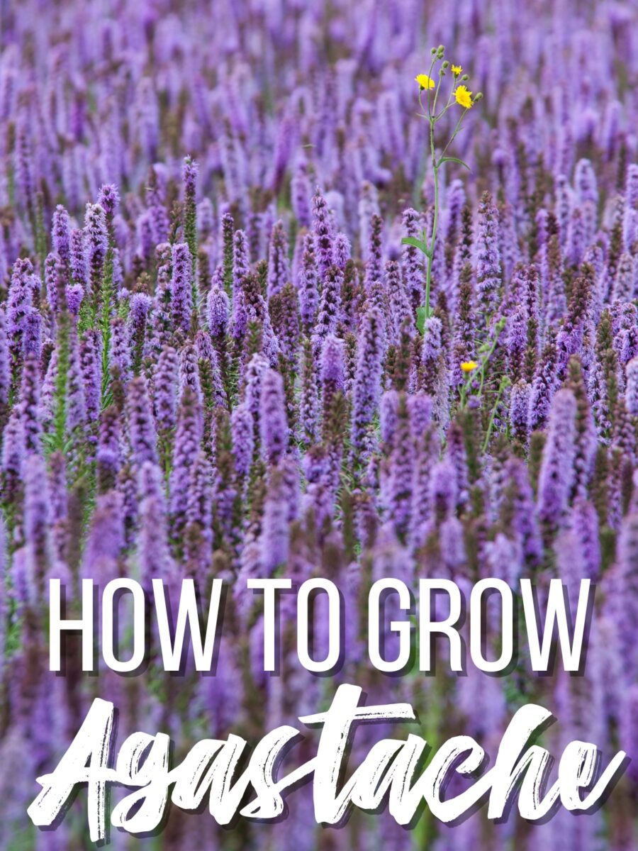 How to Grow and Care for Agastache - growhappierplants.com