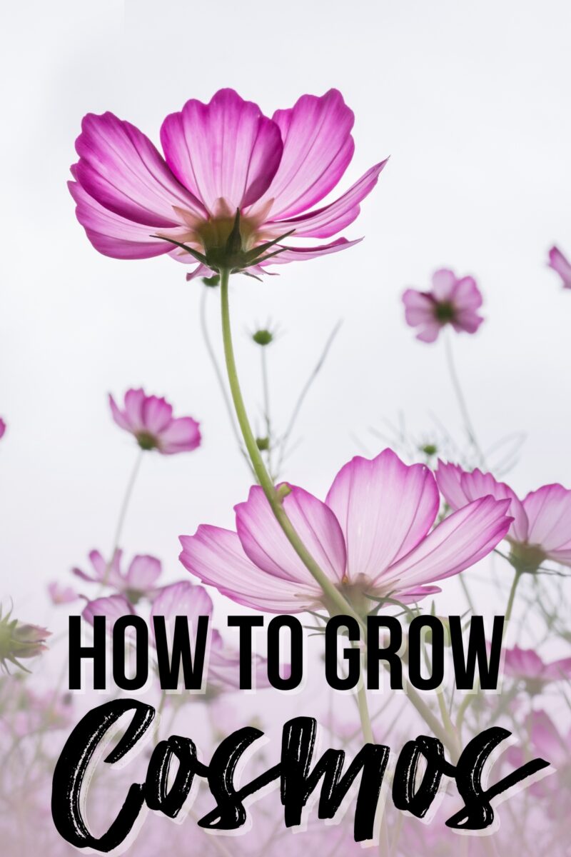 How to Grow Cosmos from Seed - growhappierplants.com