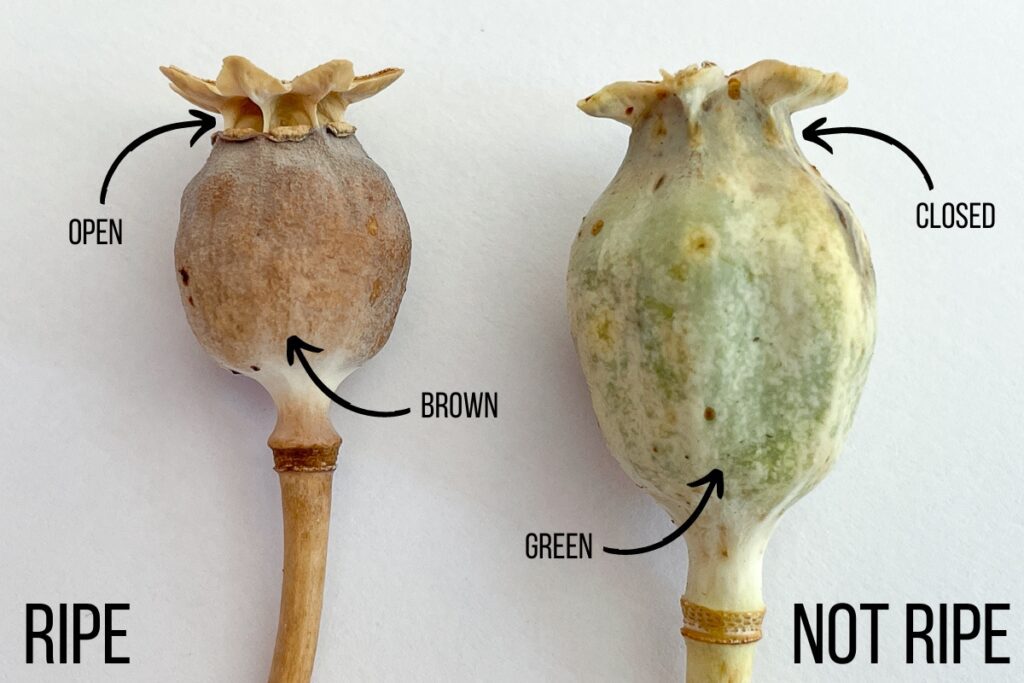 How to Collect Poppy Seeds from Pods - growhappierplants.com