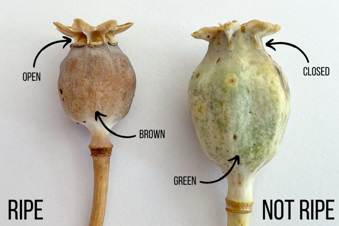 How to Collect Poppy Seeds from Pods - growhappierplants.com