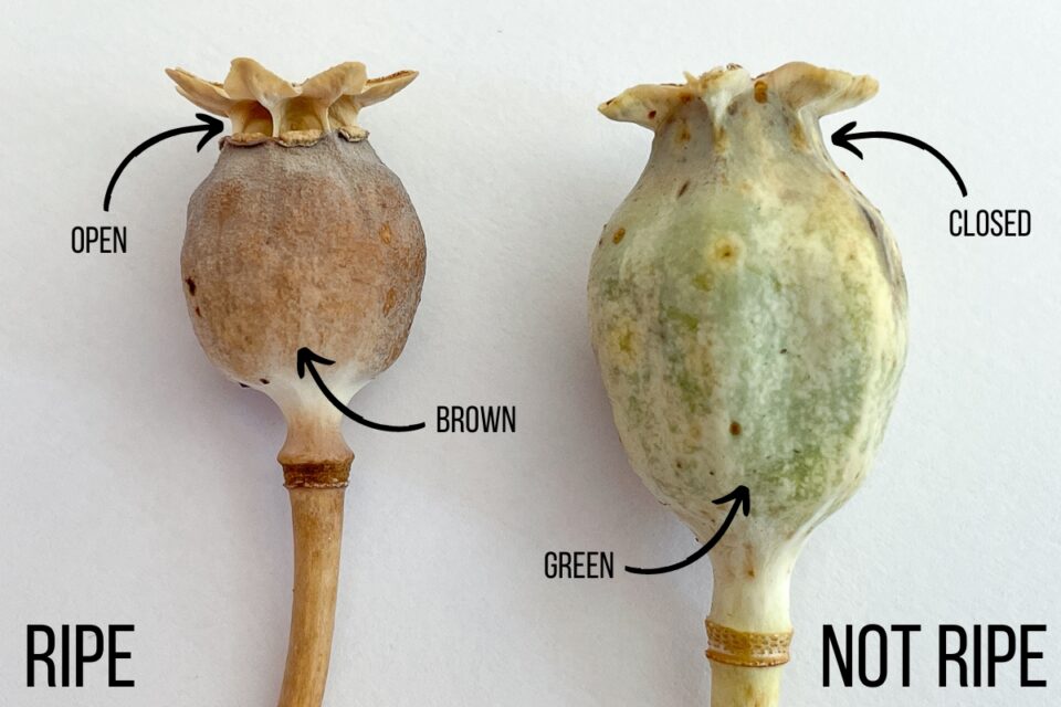 How To Collect Poppy Seeds From Pods