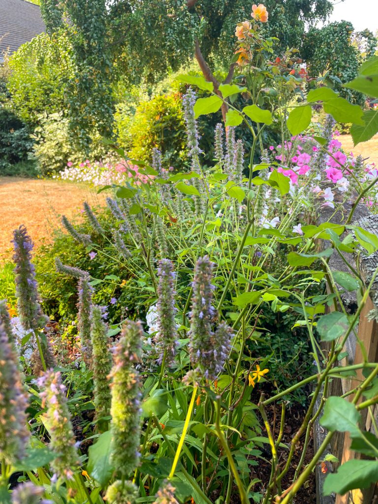 How to Grow and Care for Agastache - growhappierplants.com